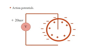 types of bioelectric potentials and their measurement | PPTX