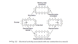 types of bioelectric potentials and their measurement | PPTX