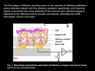Basic concept and principles of bioelectronic nose.ppt