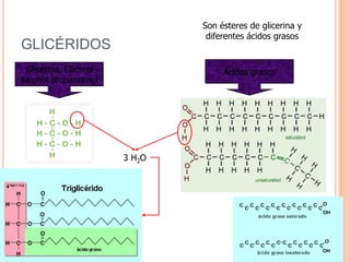 Bioelementosbiomoleculas | PPT