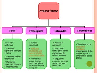 Bioelementosbiomoleculas | PPT
