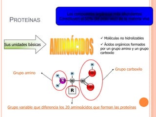 Bioelementosbiomoleculas | PPT