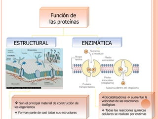 Bioelementosbiomoleculas | PPT