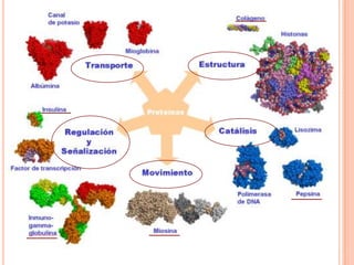 Bioelementosbiomoleculas | PPT