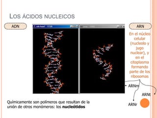 Bioelementosbiomoleculas | PPT