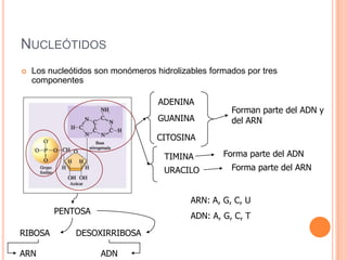 Bioelementosbiomoleculas | PPT