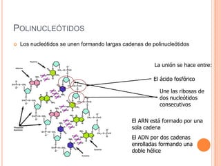 Bioelementosbiomoleculas | PPT
