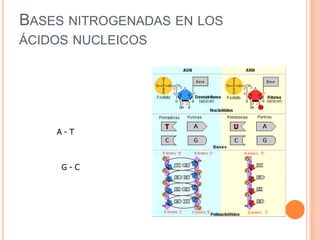 Bioelementosbiomoleculas | PPT