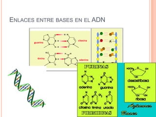 Bioelementosbiomoleculas | PPT