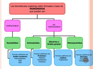 Bioelementosbiomoleculas | PPT