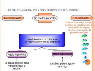 Bioelementosbiomoleculas