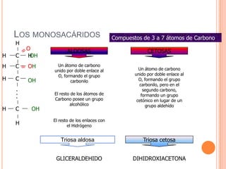Bioelementosbiomoleculas | PPT
