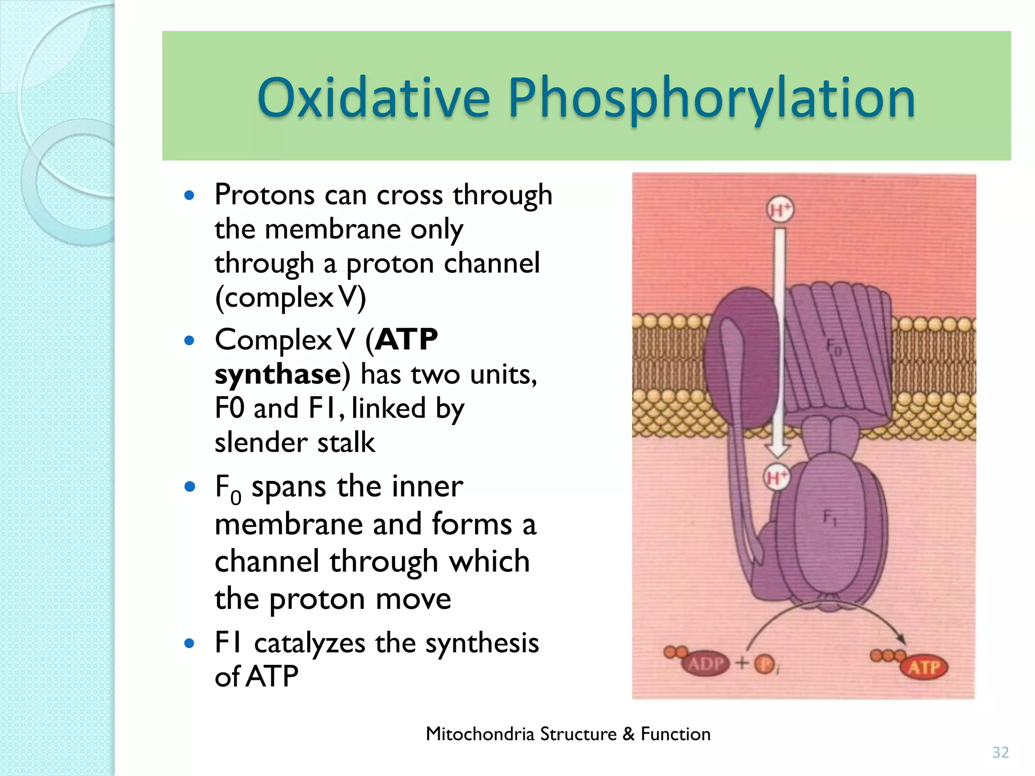 Bioenergentics & Metabolism | PDF