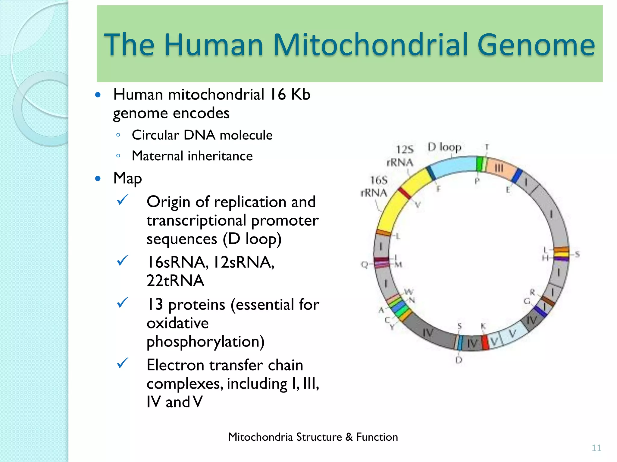 Bioenergentics & Metabolism | PDF