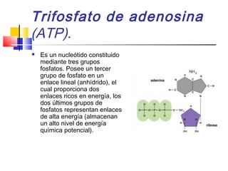 Bioenergetica | PPT