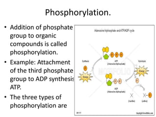 Bioenergetics MohanBio | PPT