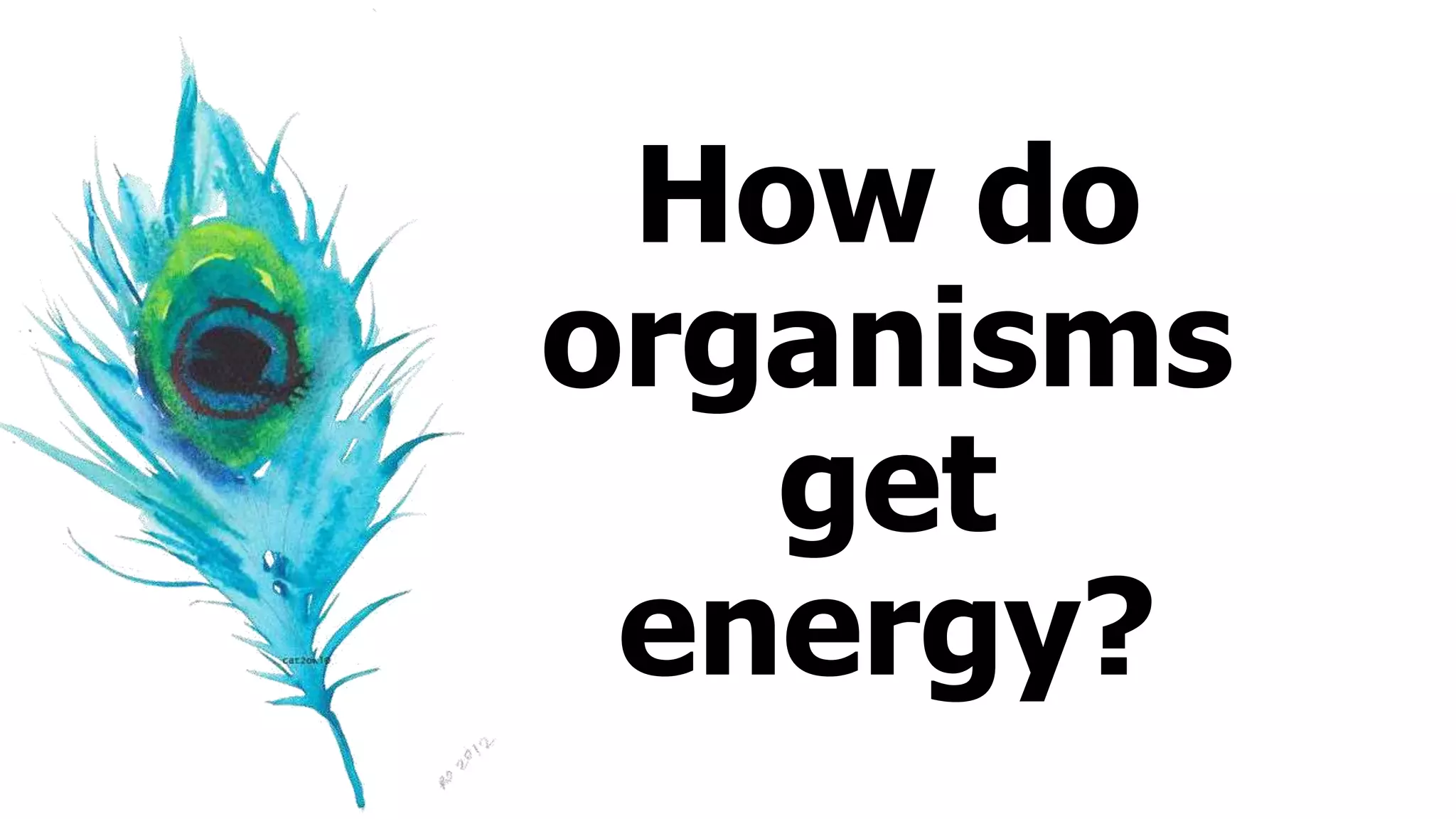 bioenergetics-170411090405 (2) (1).pptx