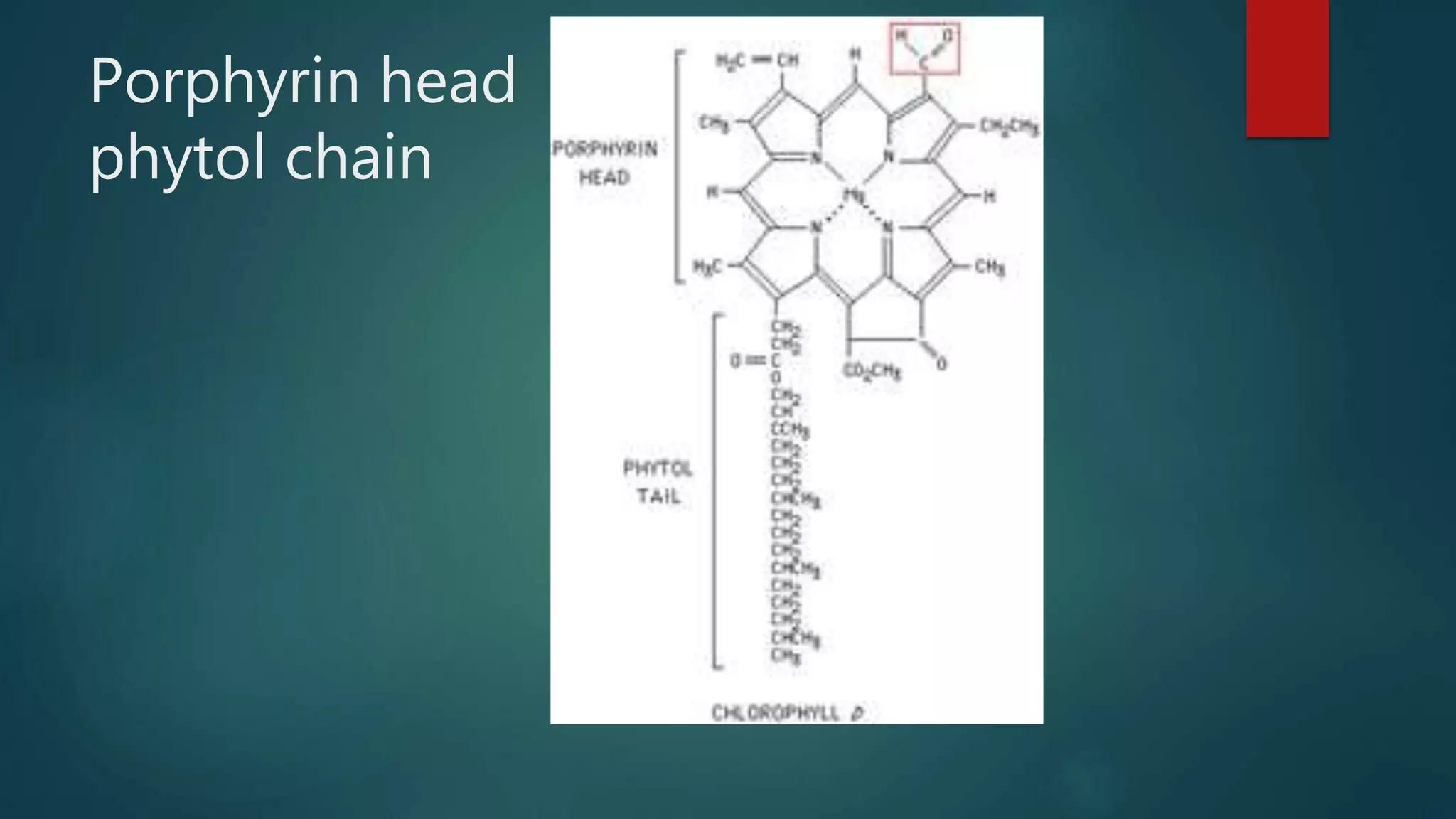 Bioenergetics | PPTX