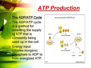 Bioenergetics | PPTX