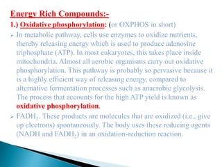 Bioenergetics | PPTX