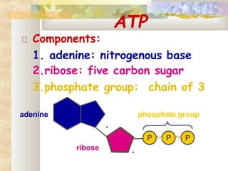 bioenergetics.pptx