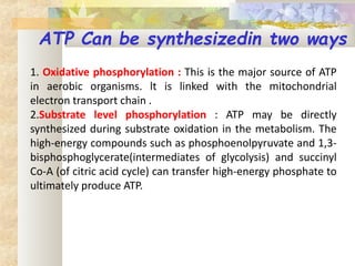 bioenergetics.pptx