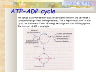 bioenergetics.pptx