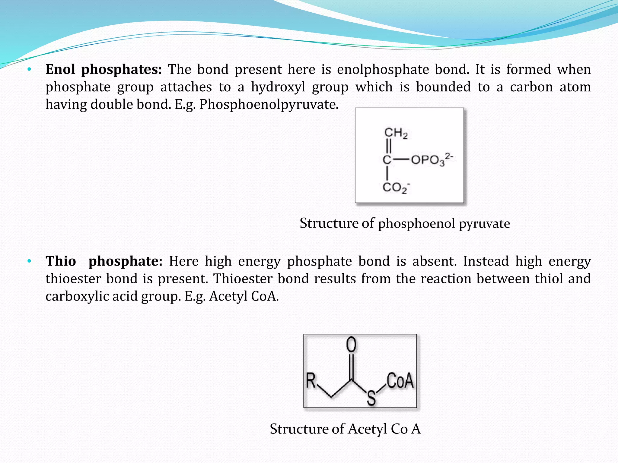 Bioenergetics.pptx