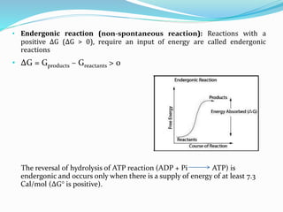 Bioenergetics.pptx