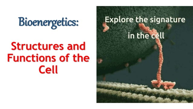 Bioenergetics.pptx | Biological Sciences | Science
