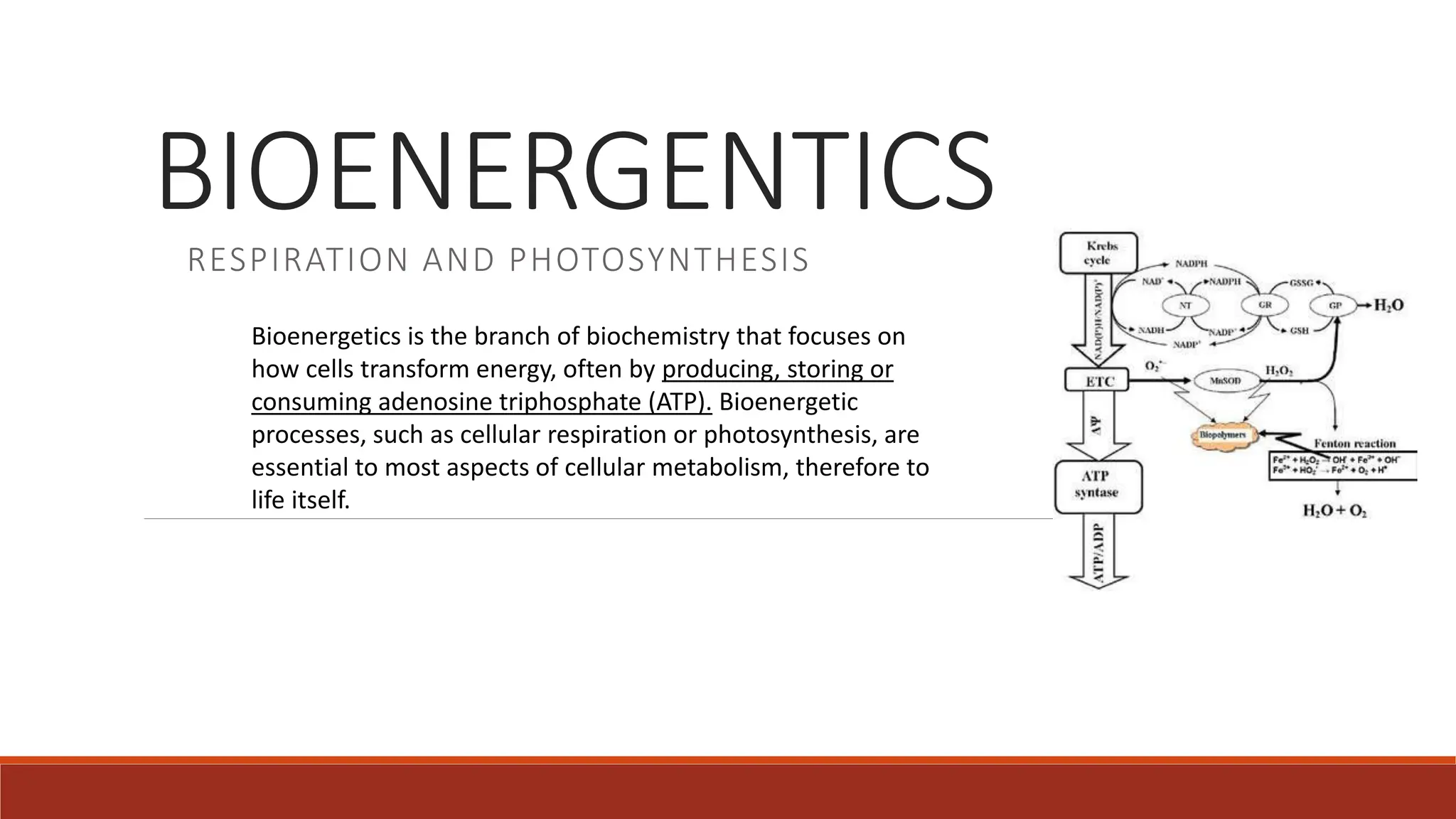 BIOENERGETICS.pptx biology ande sciences | PPTX