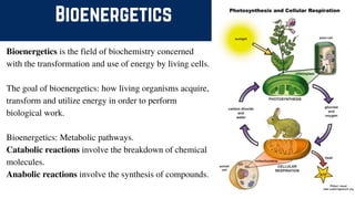 Concept of Energy and Bioenergetics.pptx