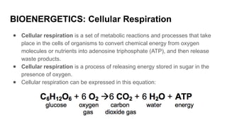 Bioenergetics.pptxxxxxxxxxxxxxxxxxxxxxxxx | PPTX