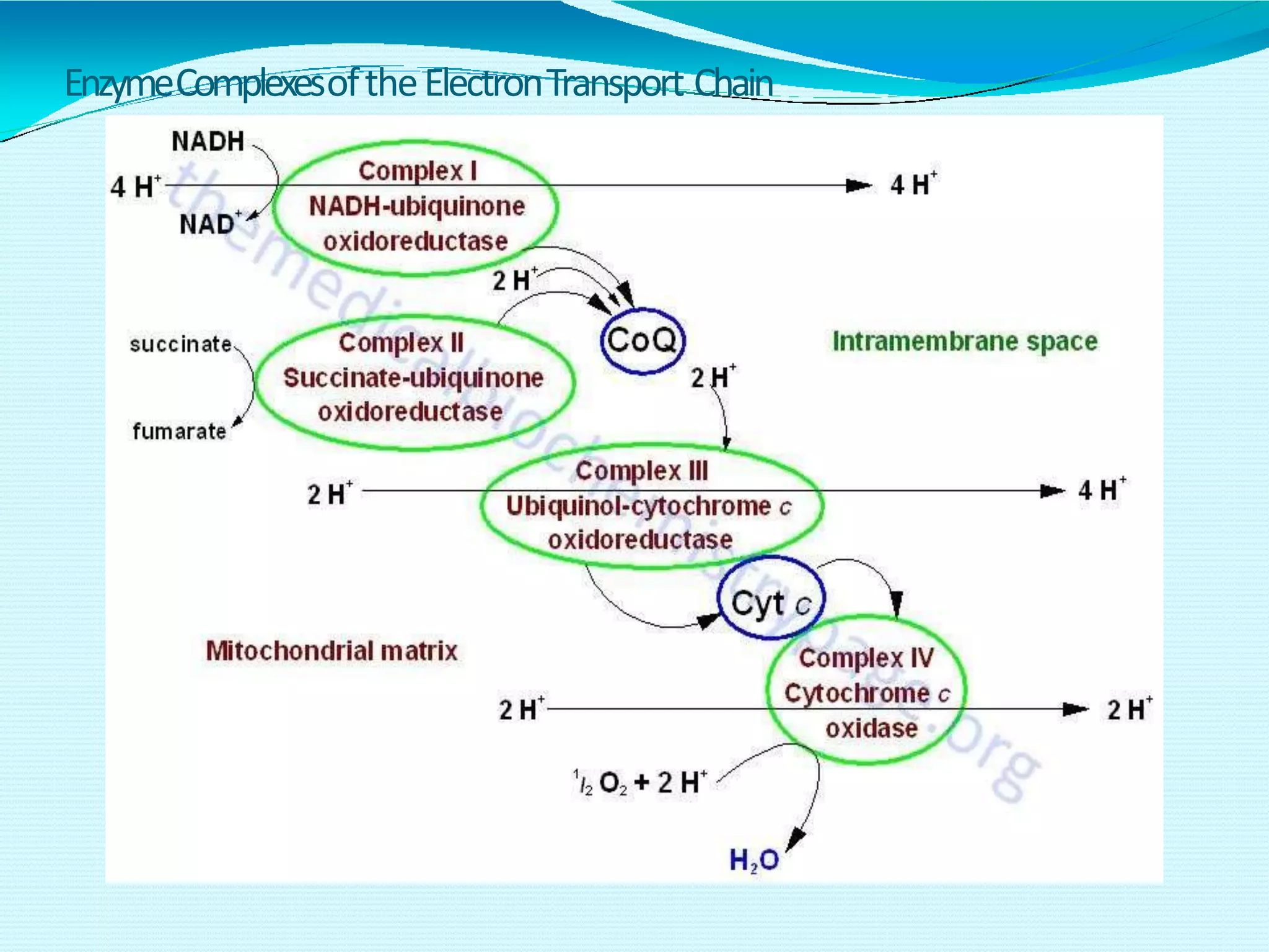Bioenergetics biological oxidation | PPTX