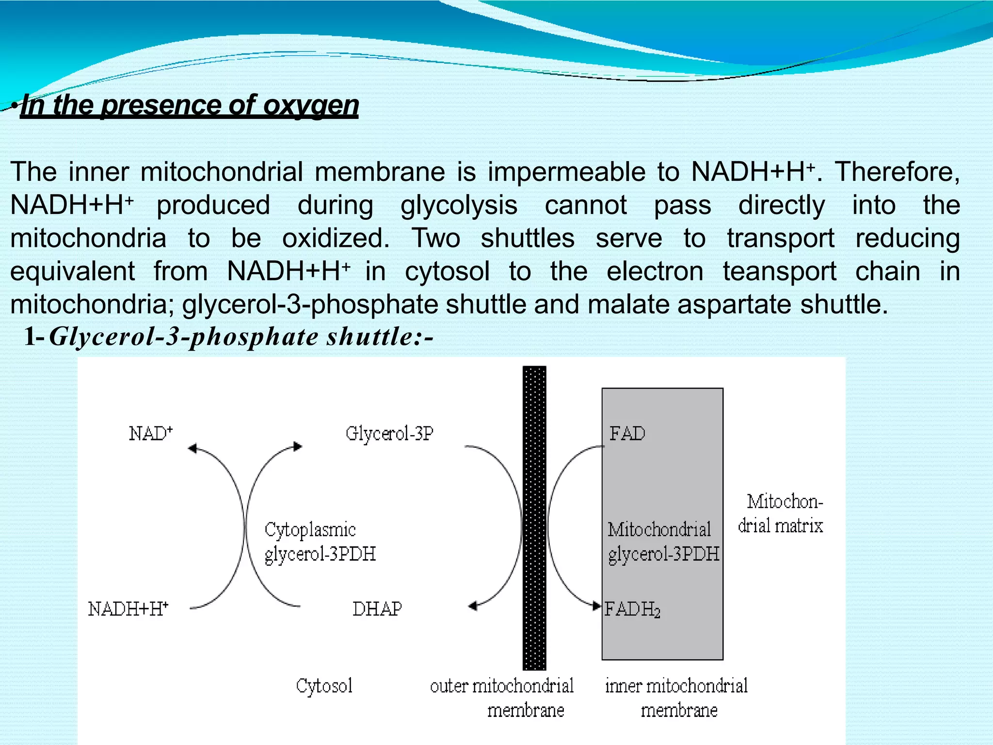 Bioenergetics biological oxidation | PPTX