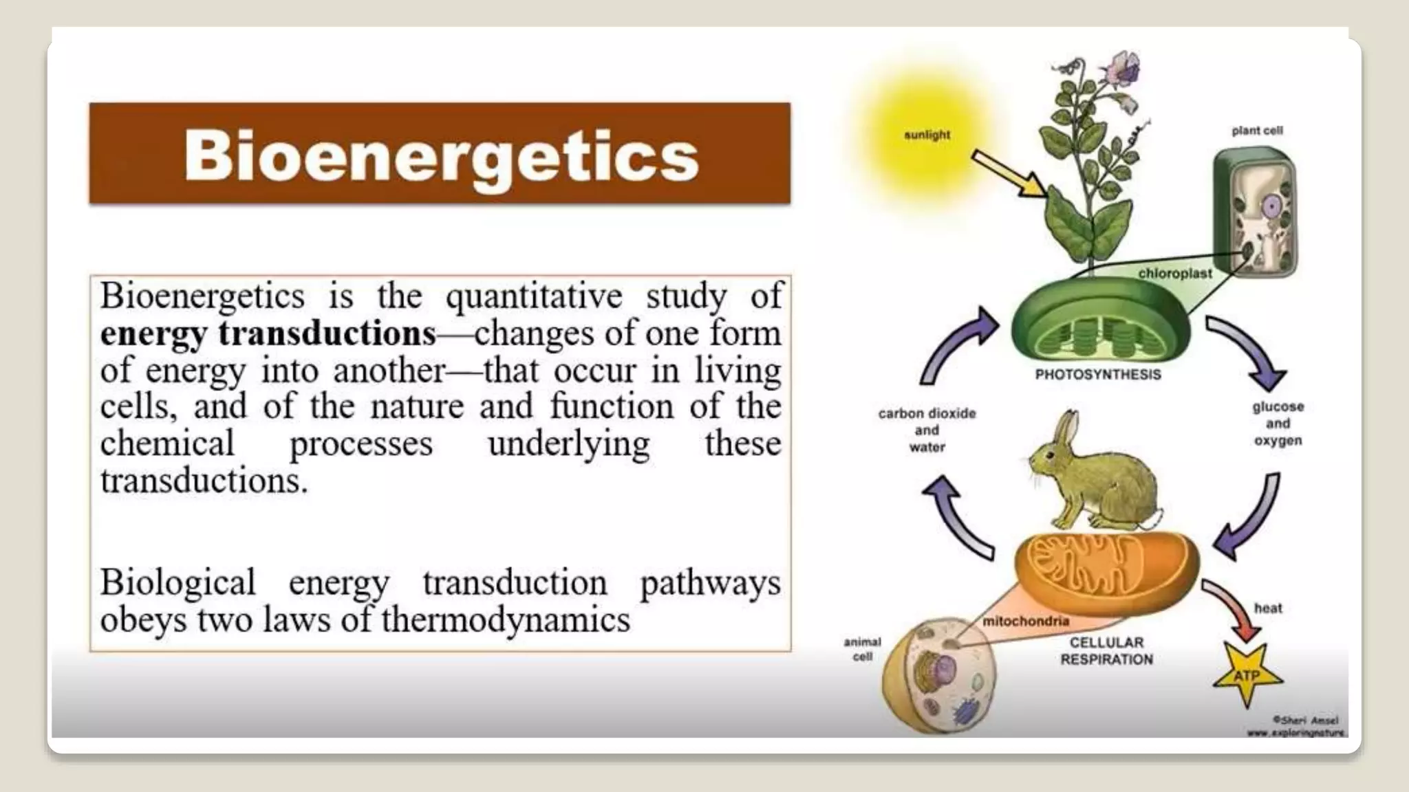 Ch 13 biochemistry-Bioenergetics and Thermodynamics (Enthalpy, Entropy ...