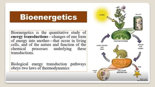 Ch 13 biochemistry-Bioenergetics and Thermodynamics (Enthalpy, Entropy ...