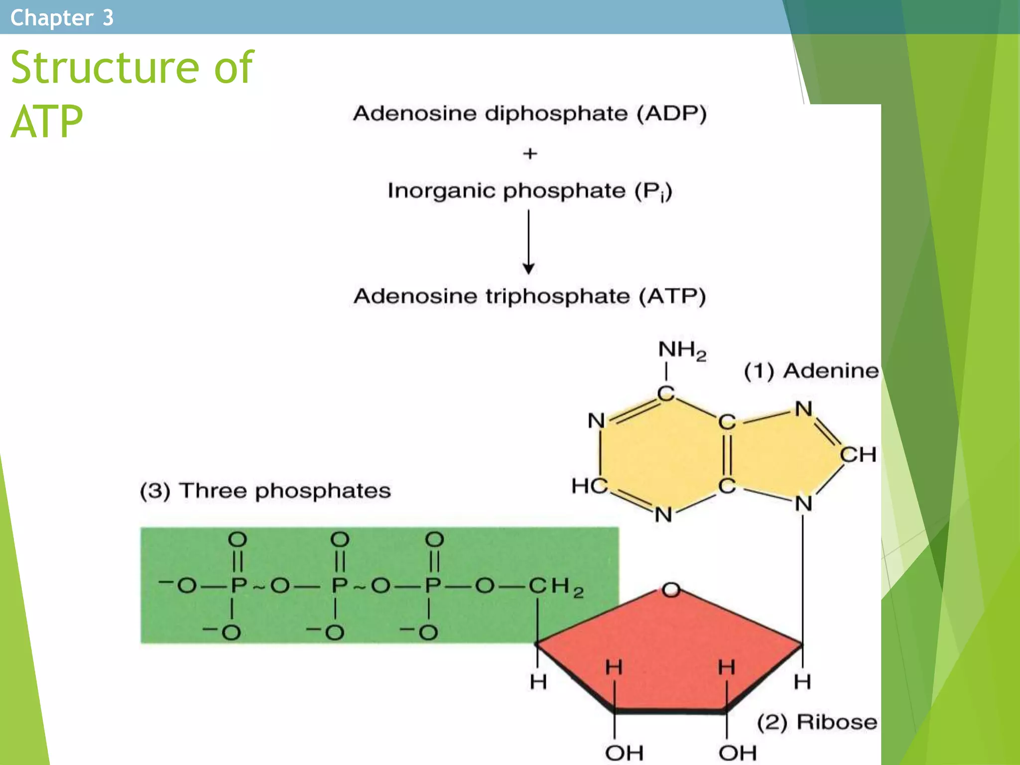 bioenergetics and metabolism.ppt