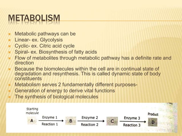 Bioenergetics and metabolism.pptx | Endocrine and Metabolic Diseases ...