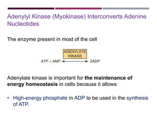 bioenergetics Role of ATP .pptx