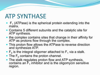 Bioenergetics [autosaved] | PPTX
