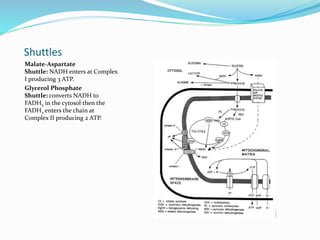 Bioenergetics [autosaved] | PPTX