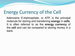 Bioenergetics [autosaved] | PPTX