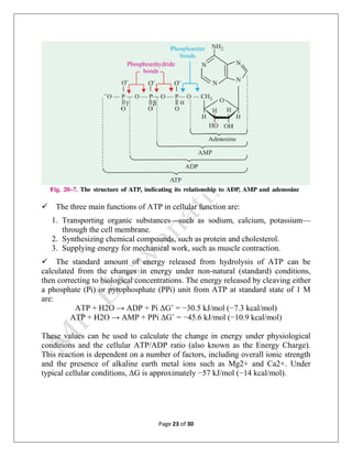 Bioenergetics by lecture Biswanath.pdf
