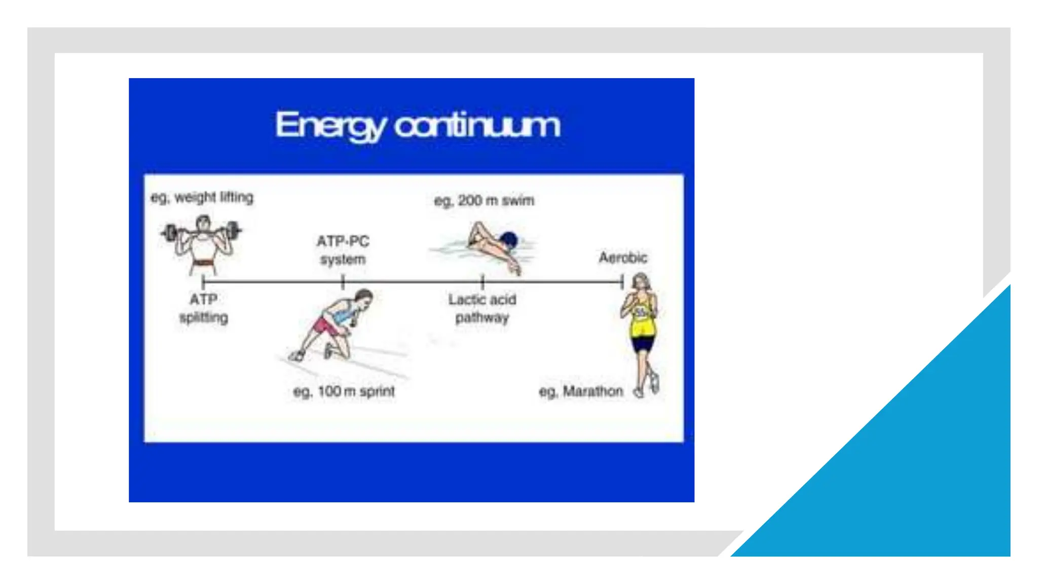 Bioenergetics in EP_Types of Energy Metabolism.pptx