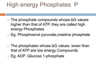 Bioenergetics | PPTX