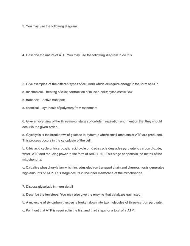 Bioenergetics lesson 1 | PDF