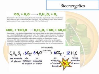 Bioenergetics, metabolism and enzymes | PPTX