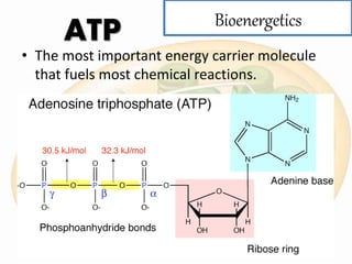 Bioenergetics, metabolism and enzymes | PPTX