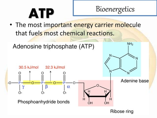 Bioenergetics, metabolism and enzymes | PPTX